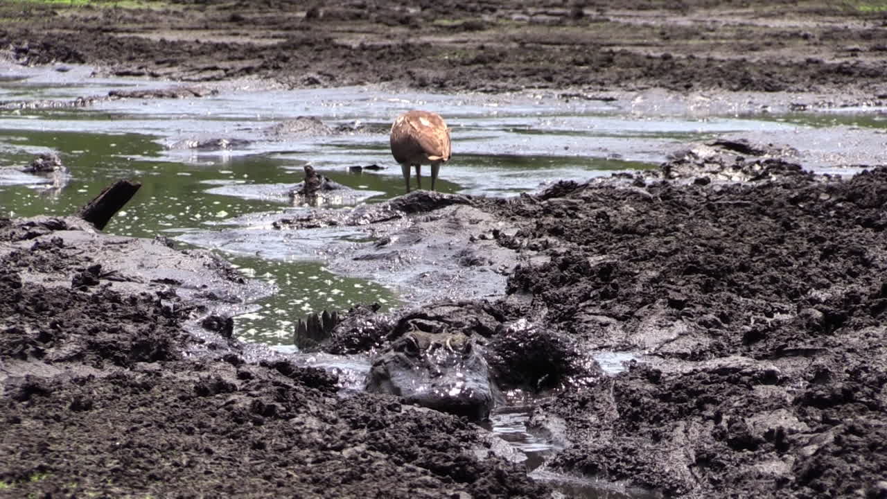 Alligator In The Mud Approaches 1 Free Stock Video Footage Download ...