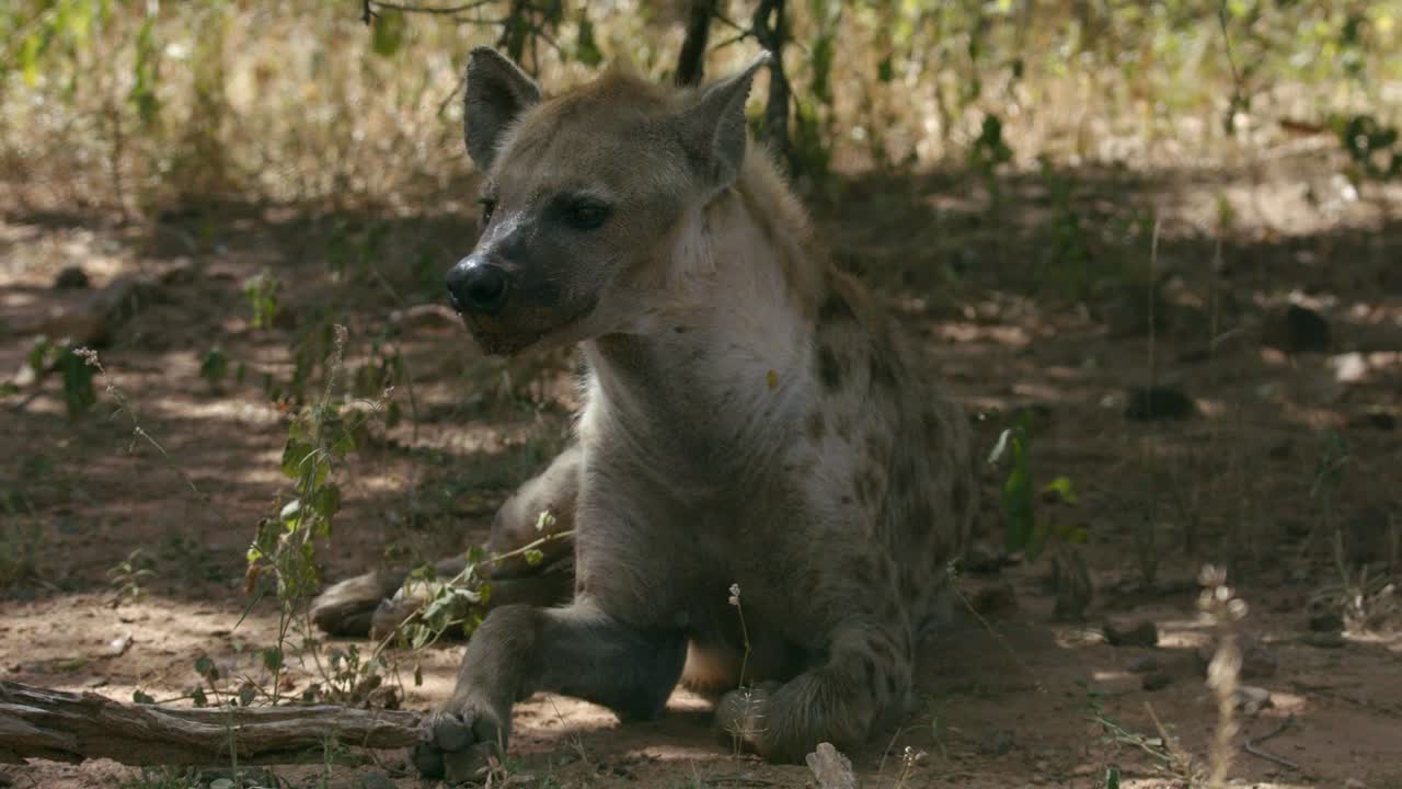 Spotted Hyena Resting And Lying On The Ground Under The Shade Of A Tree ...