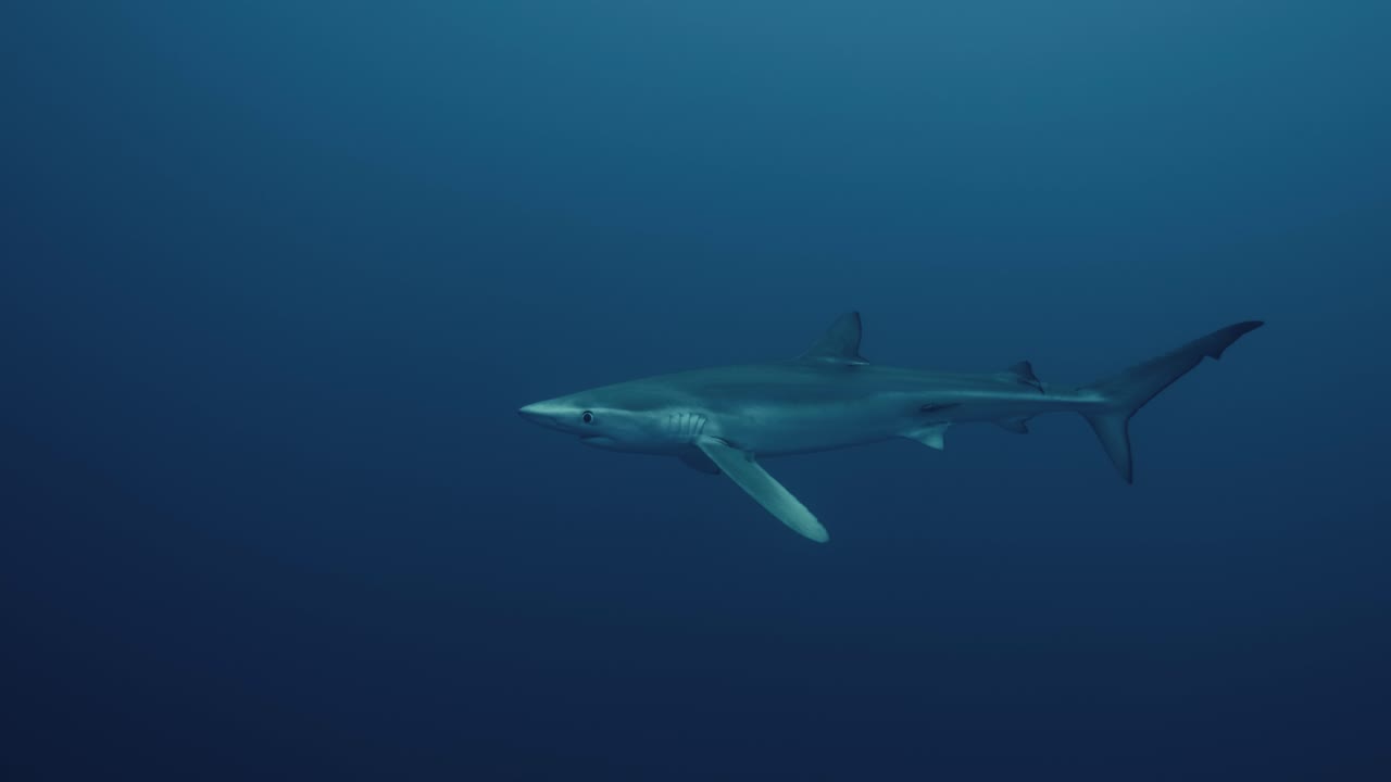 Premium stock video - Blue shark in the deep blue ocean swimming slowly ...