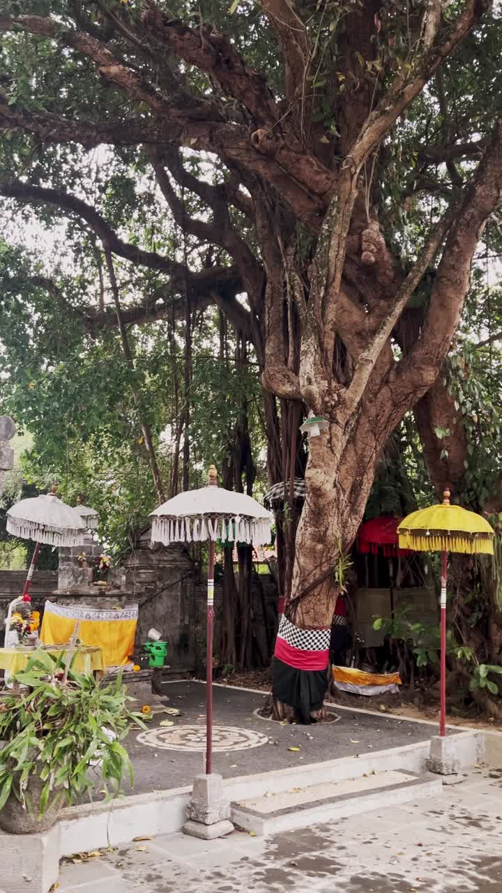 A sacred Banyan tree shelters a small Balinese temple decorated with ...