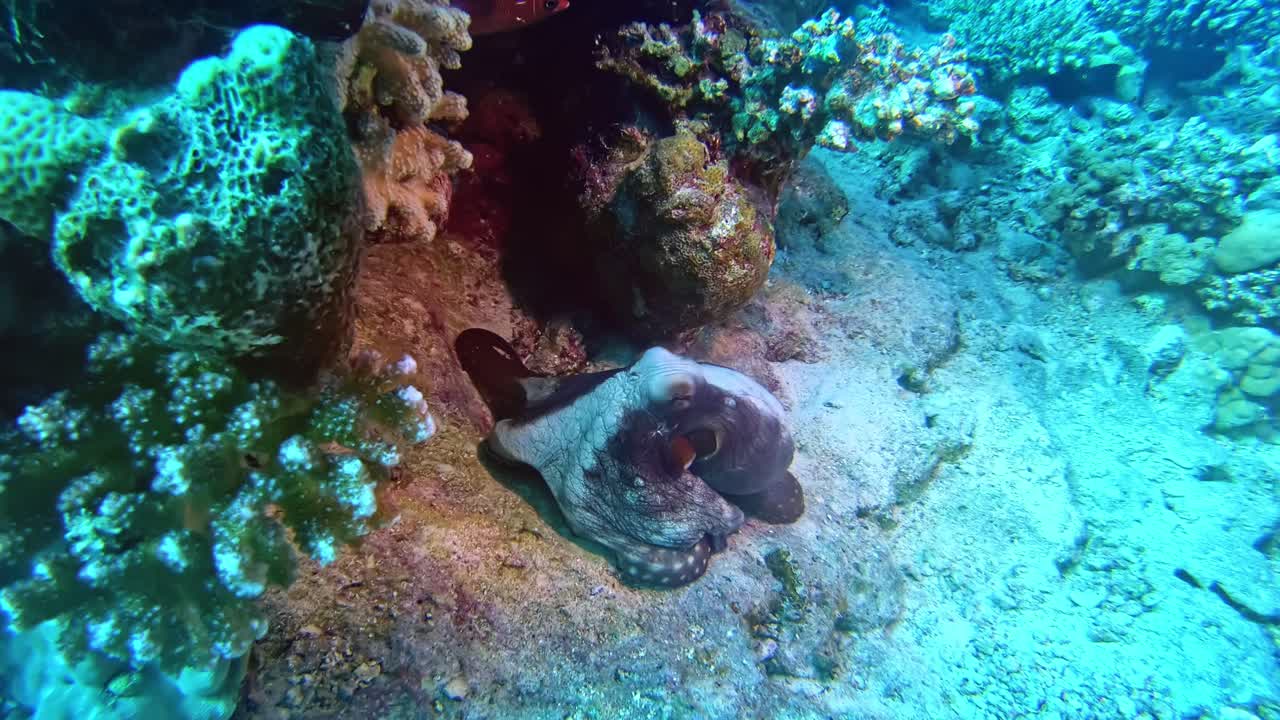 Strange underwater creature hiding at the seabed Premium Stock Video ...