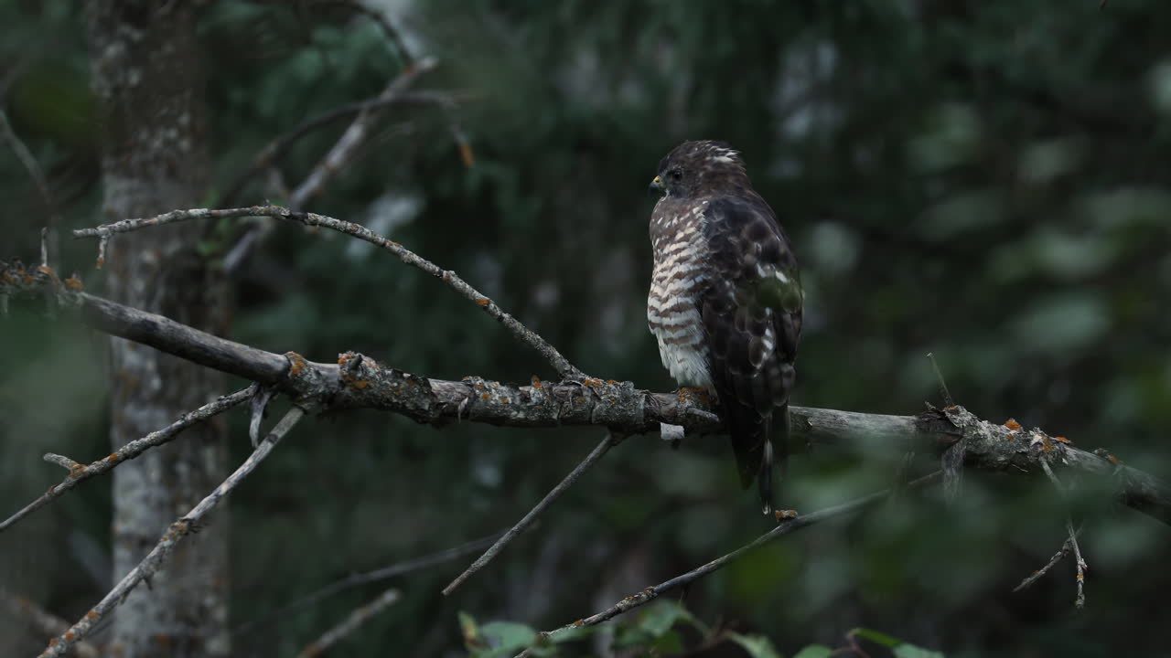 Puffed up broad-winged hawk scanning canadian boreal forest for prey ...