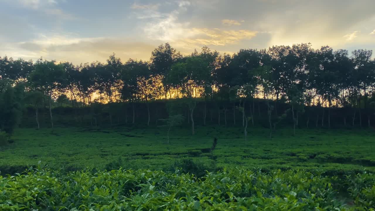 Tea Garden State At Sunset With Tree Line At Sylhet, Bangladesh Free ...