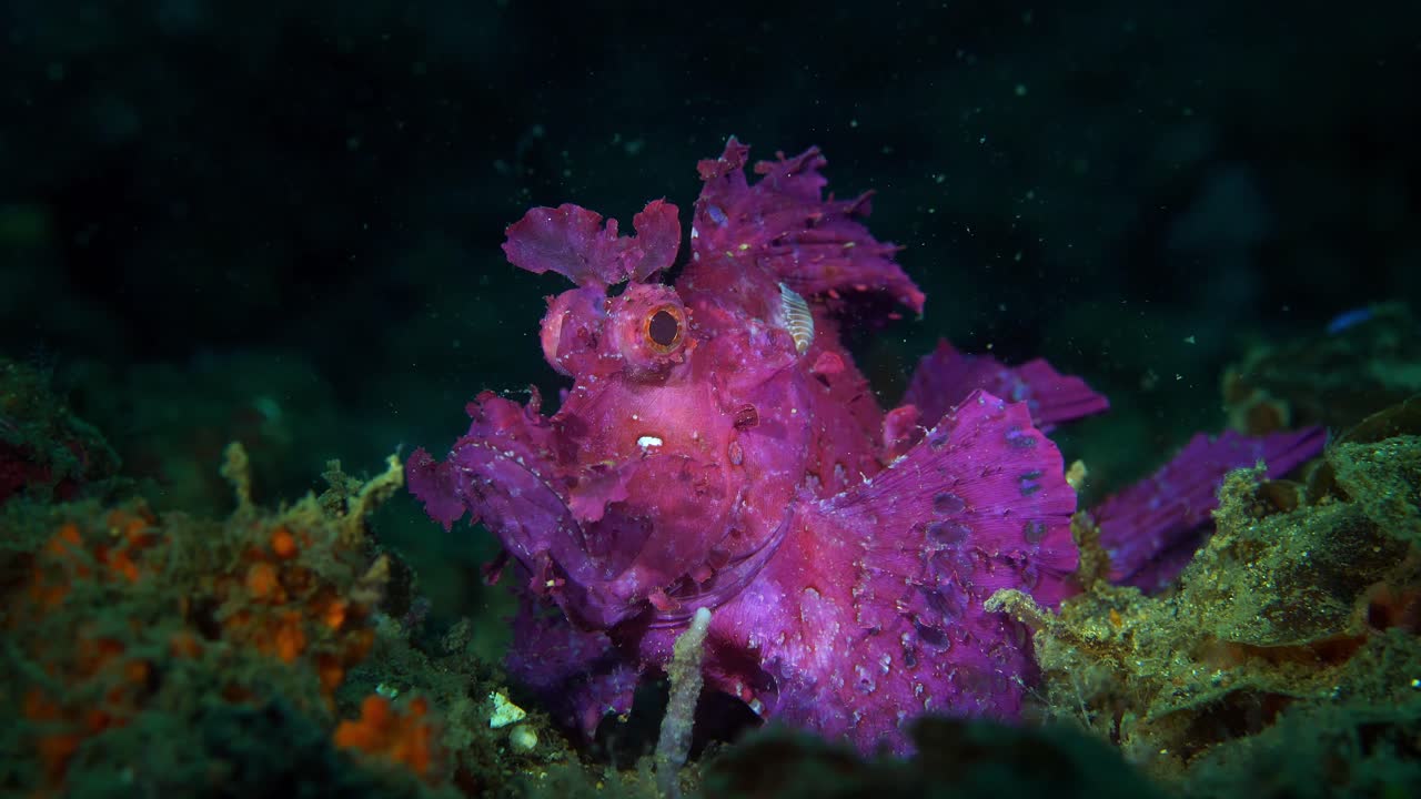 Premium stock video - Rhinopias frondosa purple weedy scorpionfish with ...