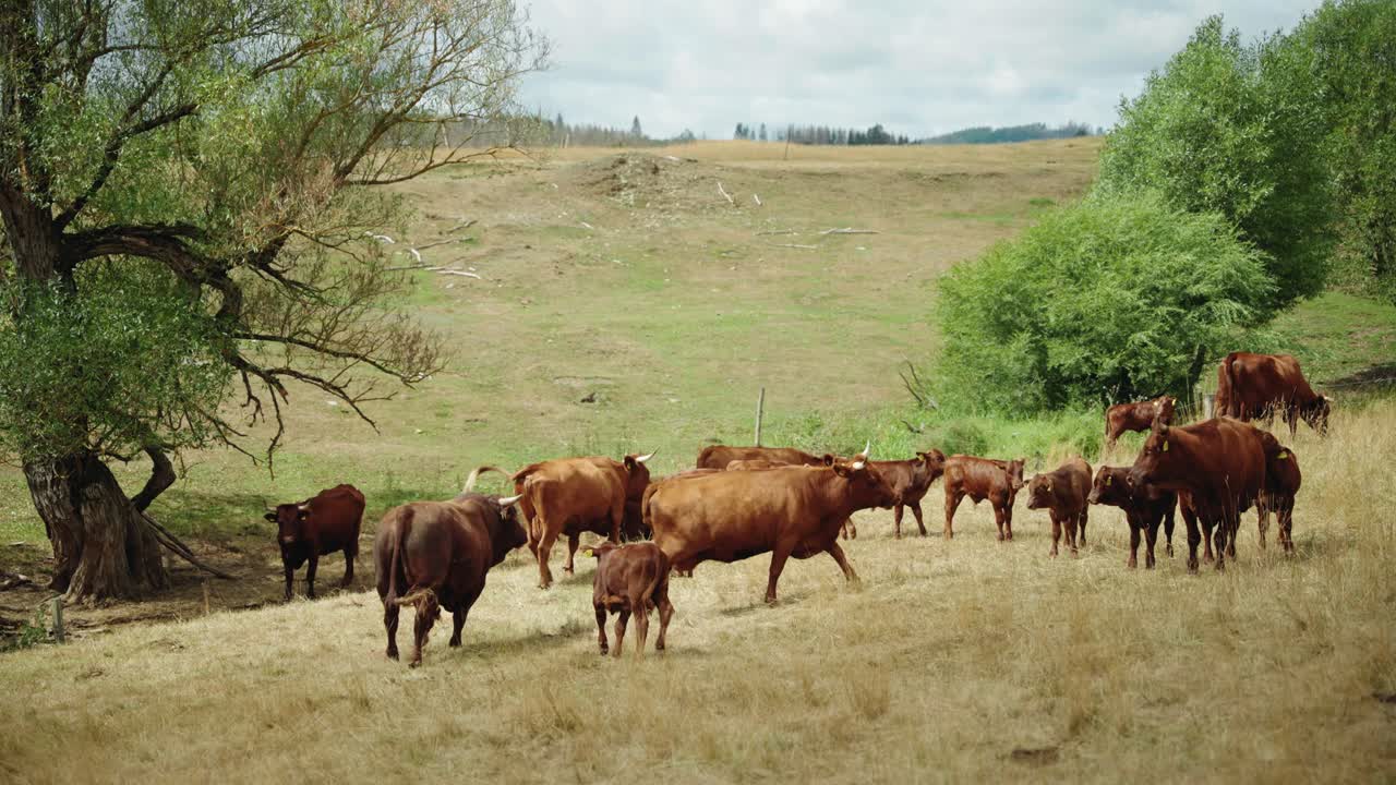 Bull Slowly Chasing Female Brown Cows On Slopped Farm Ground Outside ...