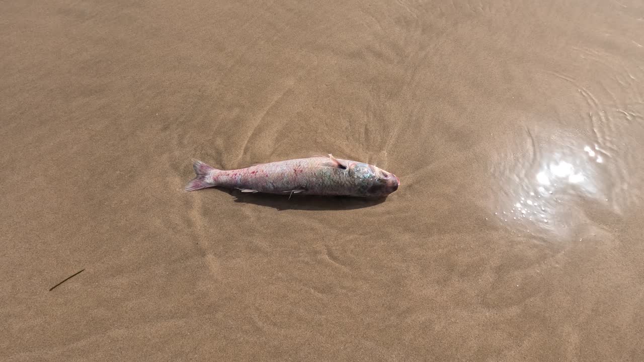 Witness The Dire Impact Of Sea Pollution As Waves Relentlessly Cast ...