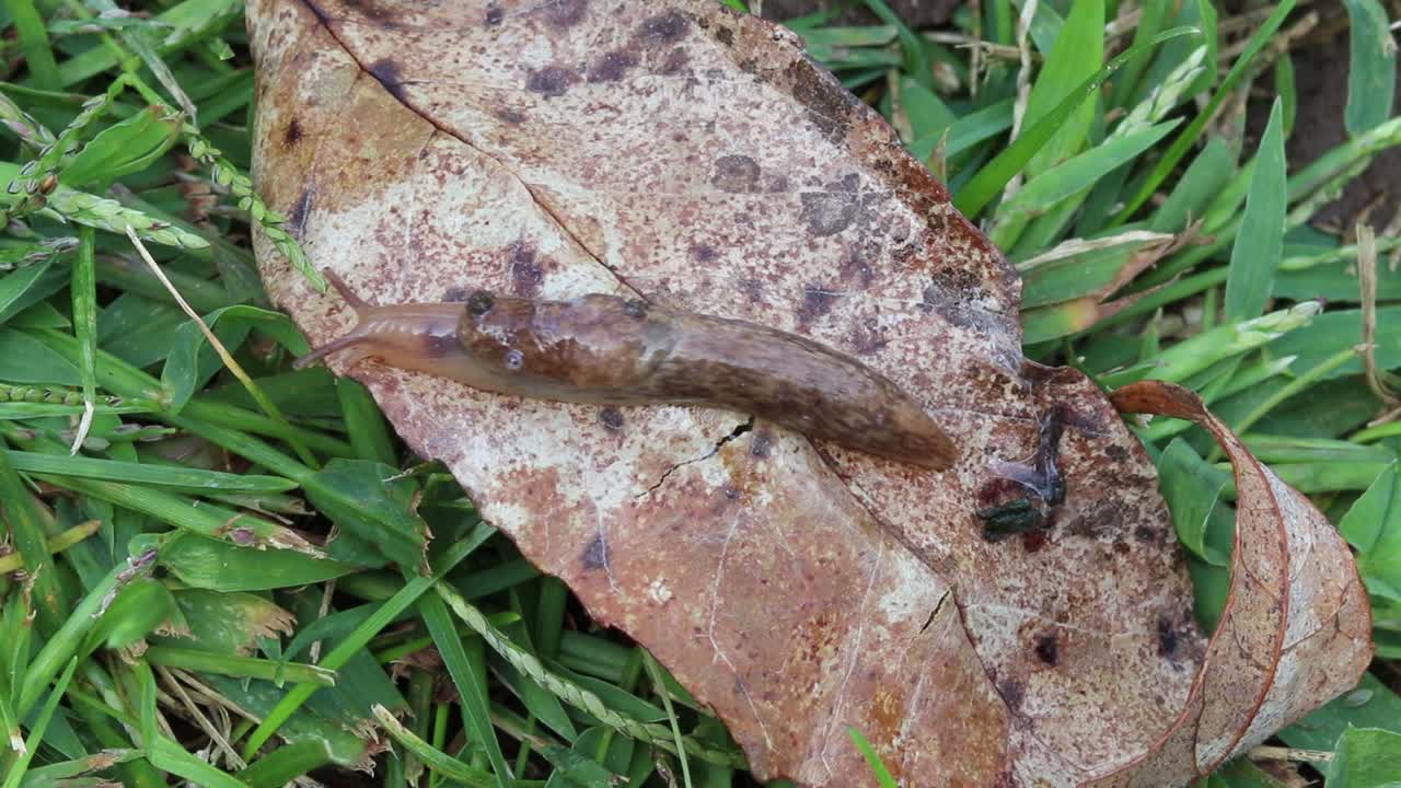 Static Up Close View Of A Slug Crawling Across A Brown Leaf Exiting The ...