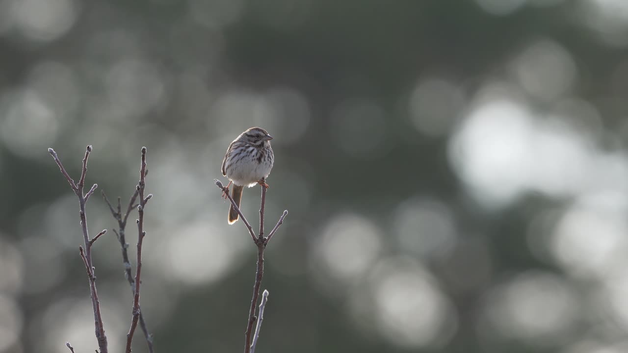Premium stock video - Song sparrow singing alone on a branch in the ...
