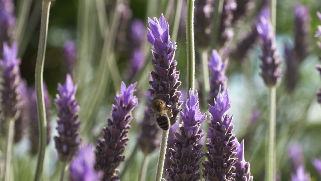 Premium stock video - Bee pollination of lavender plants in a field ...