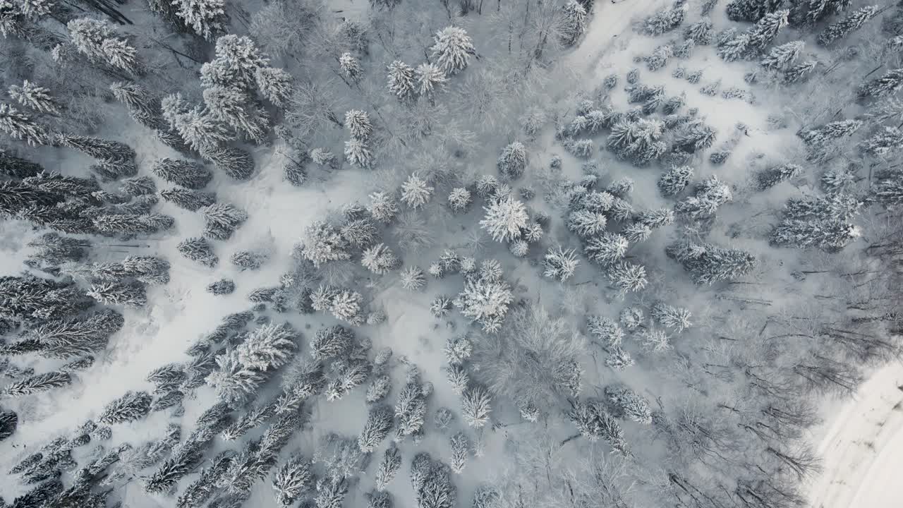 Snow Frosted Trees In Beautiful Ukraine Mountains - Aerial Top Down ...