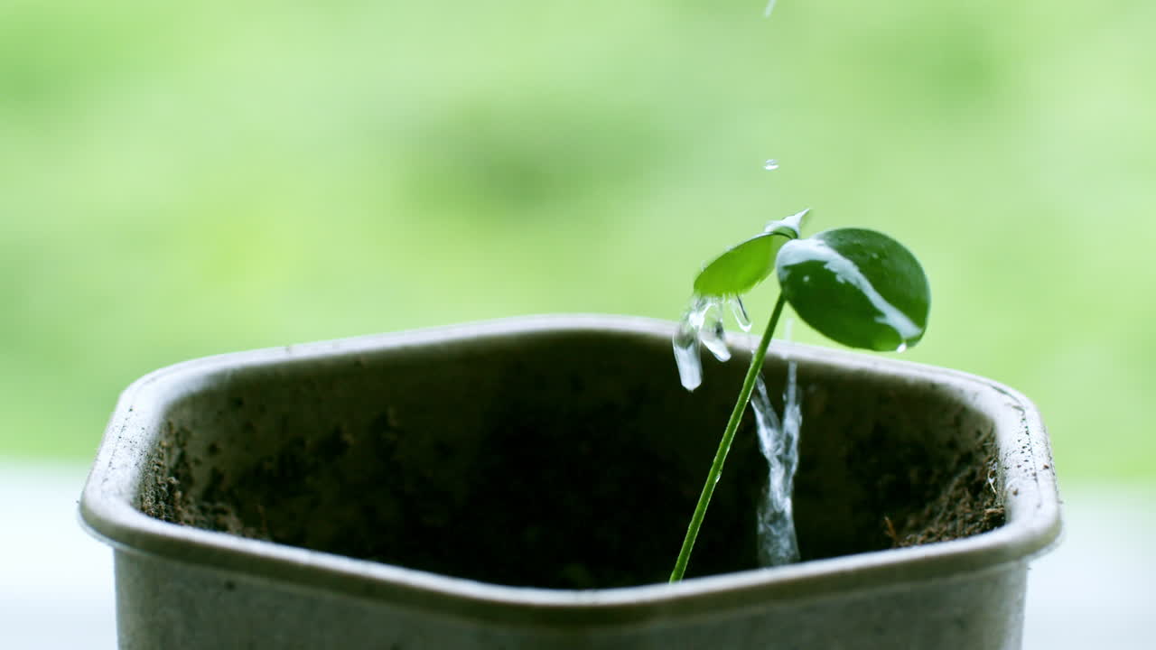 Dripping Droplets Of Water On A Tiny Germinating Potted Plant, To Give ...