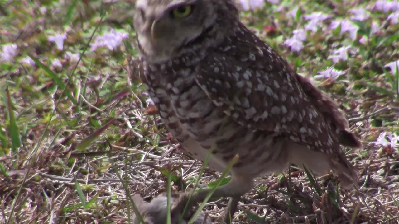 A Burrowing Owl Looks Around And Eats Its Prey Free Stock Video Footage ...