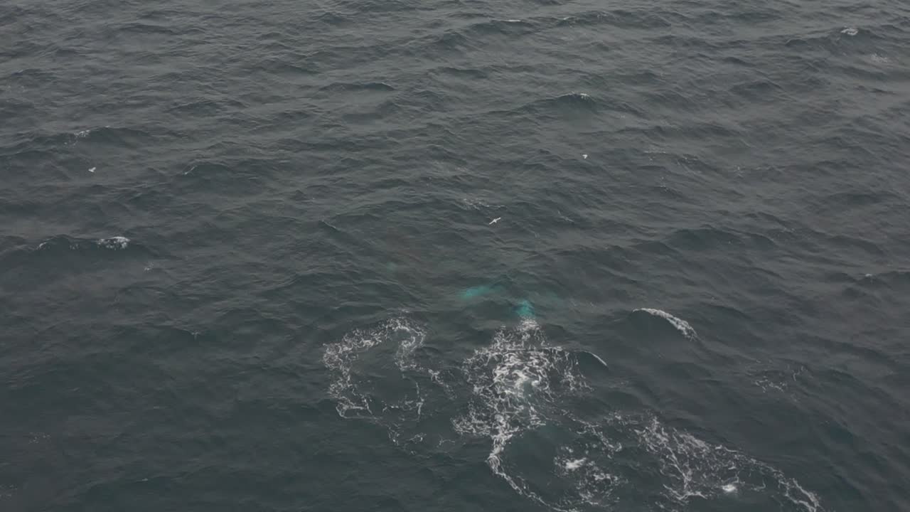 Aerial View Of Humpback Whale Appears On The Surface Of The Ocean ...