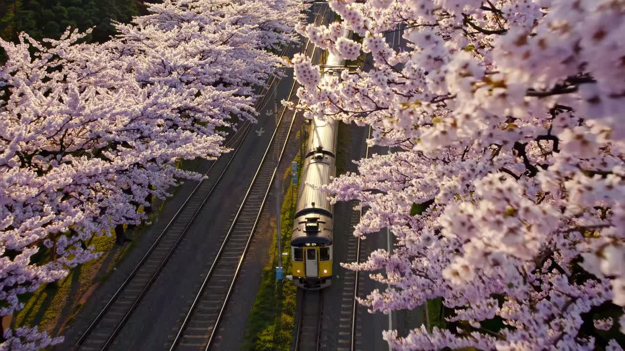 Cherry Blossom Train in Spring | Premium Stock Video Footage