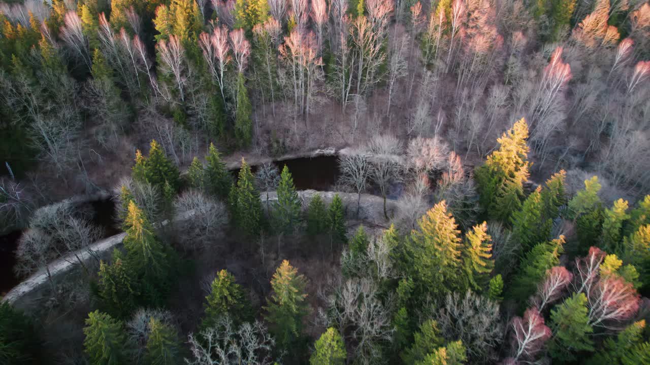Tall Flowering Conifers And Thin Bare Trees Are Beautifully Lit By The ...