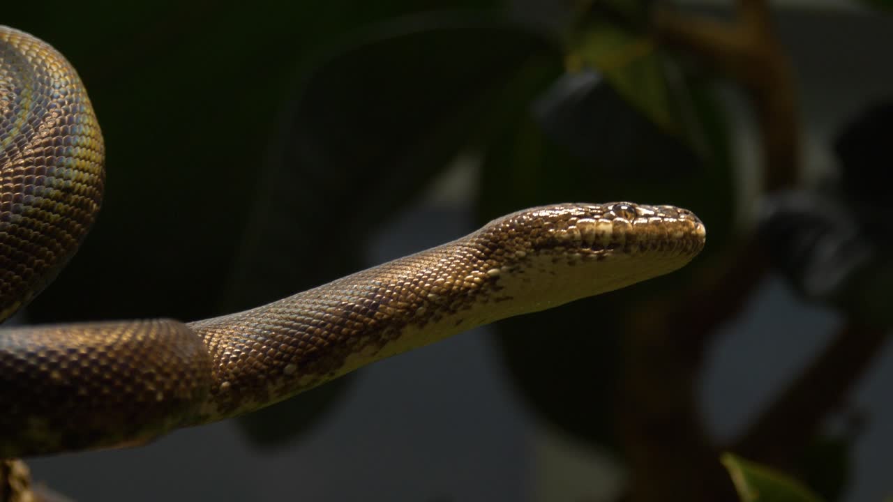 Premium stock video - Close-up portrait of a white-eyed python