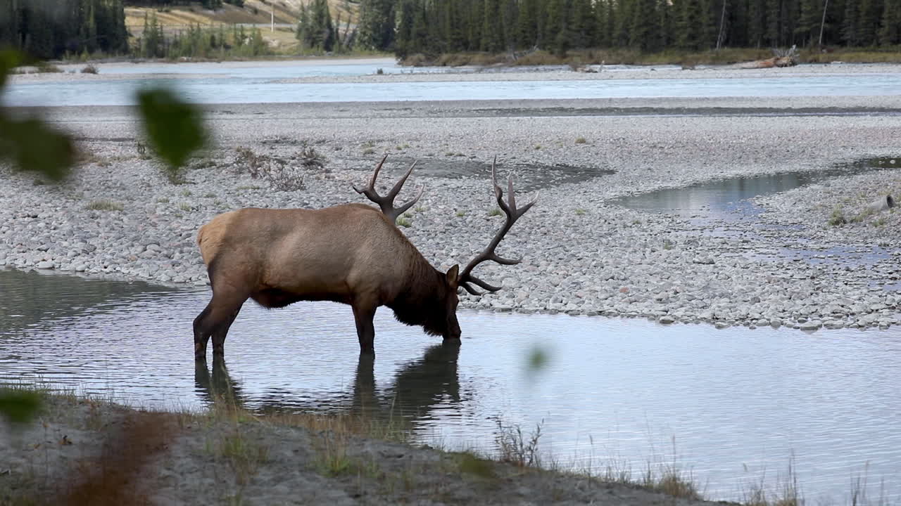 Large Beautiful Elk Drinking Water From Stream In Northern America ...