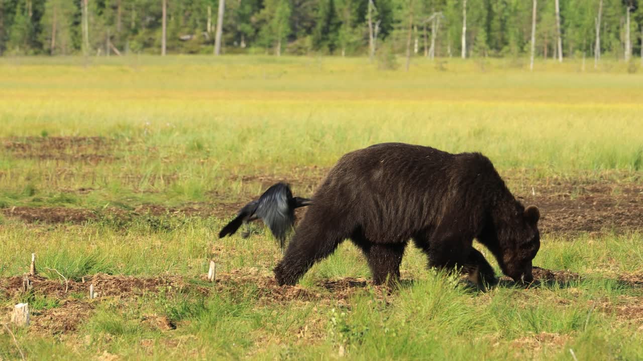 Descarga Gratis Vídeos De Stock De El Oso Pardo (ursus Arctos) En La ...