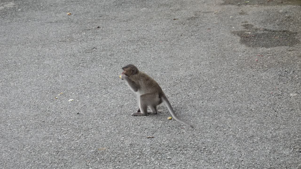 Endangered Con Dao Long-tailed Macaque Monkey In The Archipelago Of Con ...