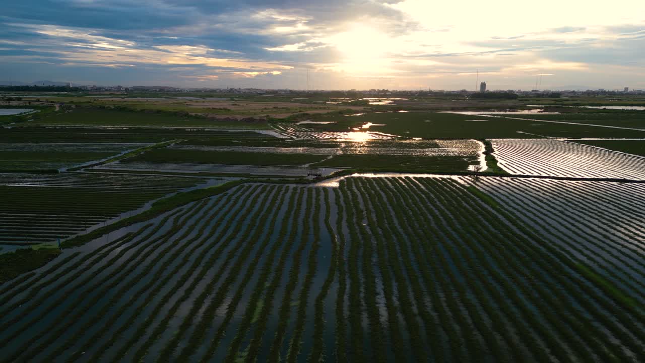 Paddy Asian rice, wetland crop cereal underwater submerged agriculture ...