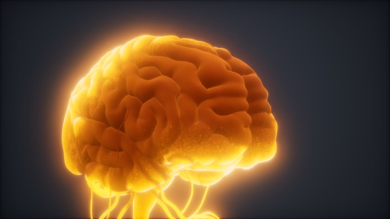 Vidéo de stock Gratuit - Modèle animé du cerveau humain