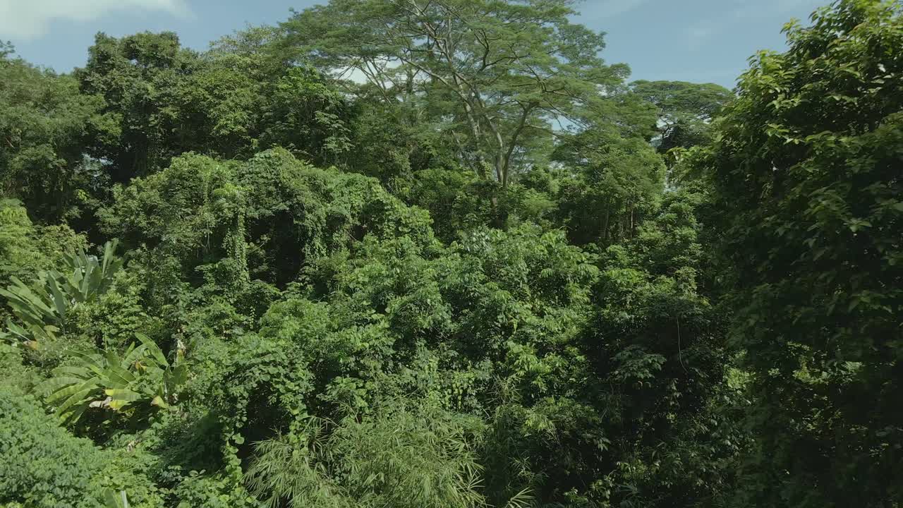 Dollying Shot In A Forest At Mid-Height In Slow Motion During Daytime ...