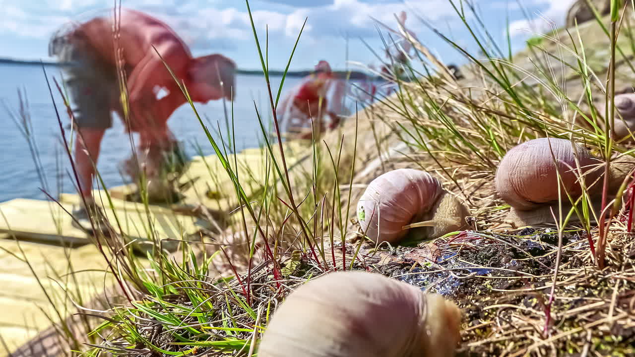 Snails crawling on the ground with people fixing the boardwalk in teh ...