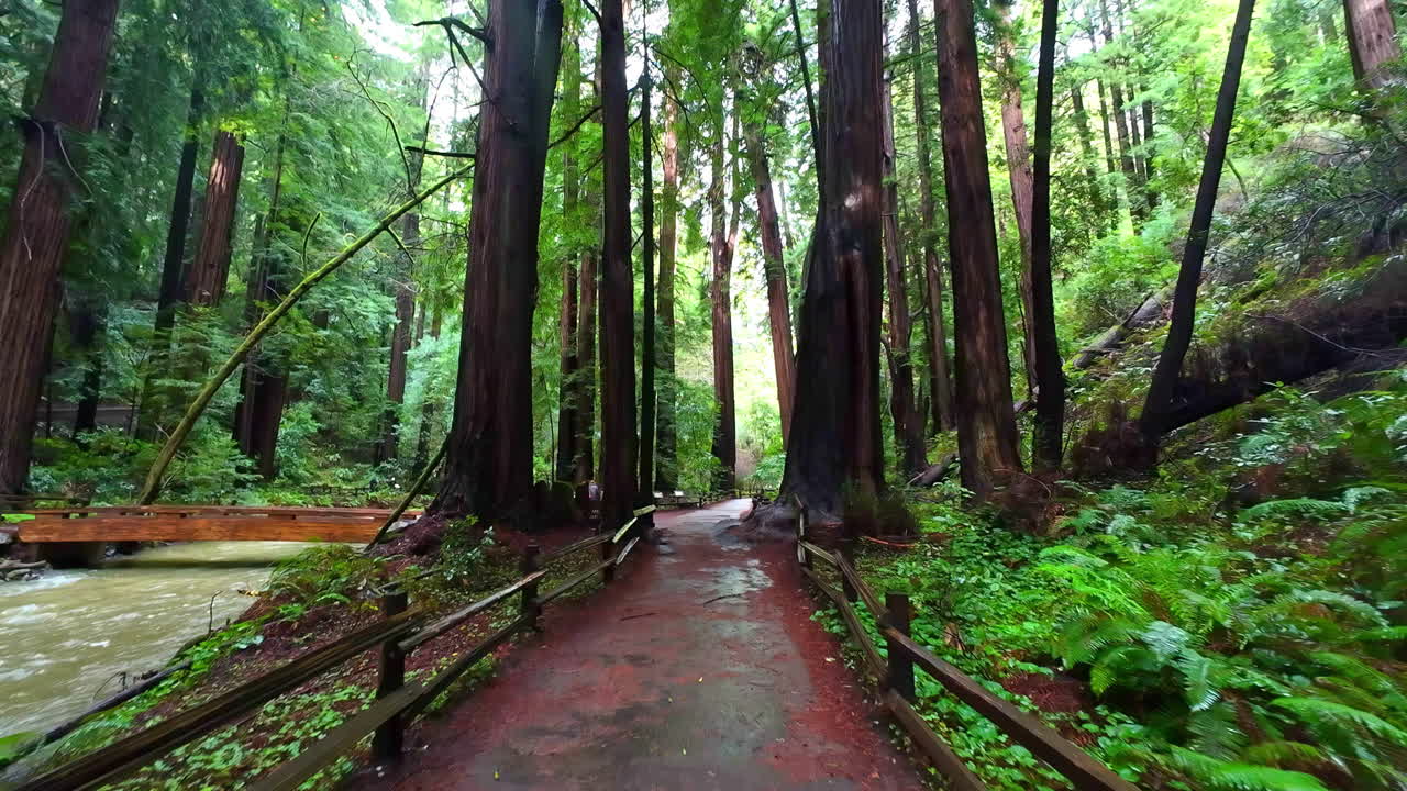 Trail through old-growth redwoods and river, Muir Woods National ...
