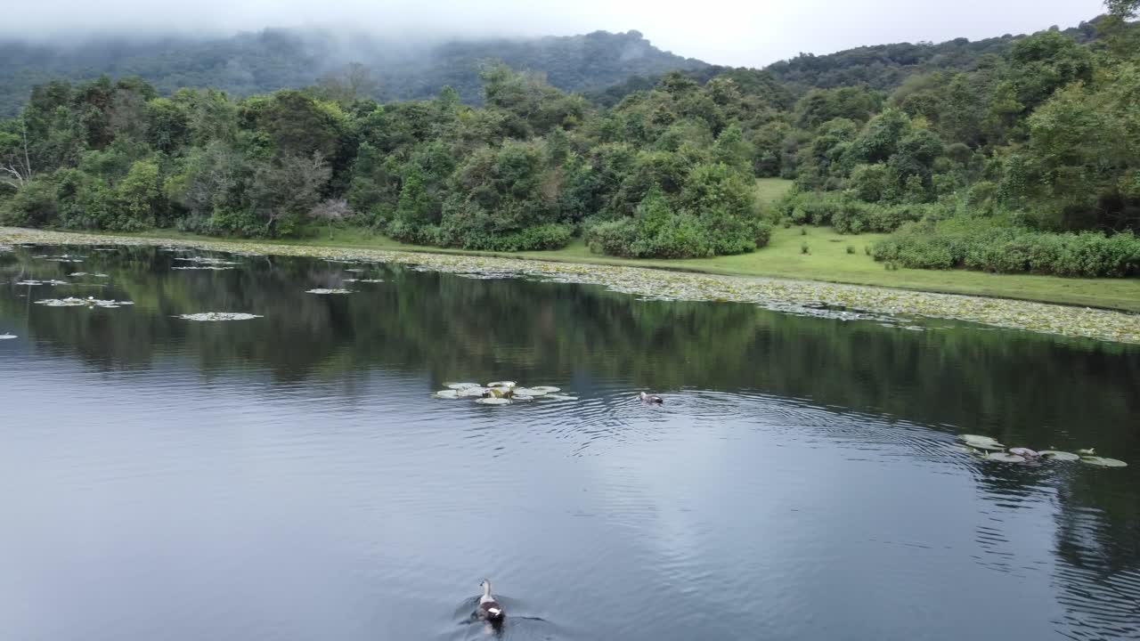 Scenic drone shot of kookal lake in kodaikanal, ducks swimming in lake ...