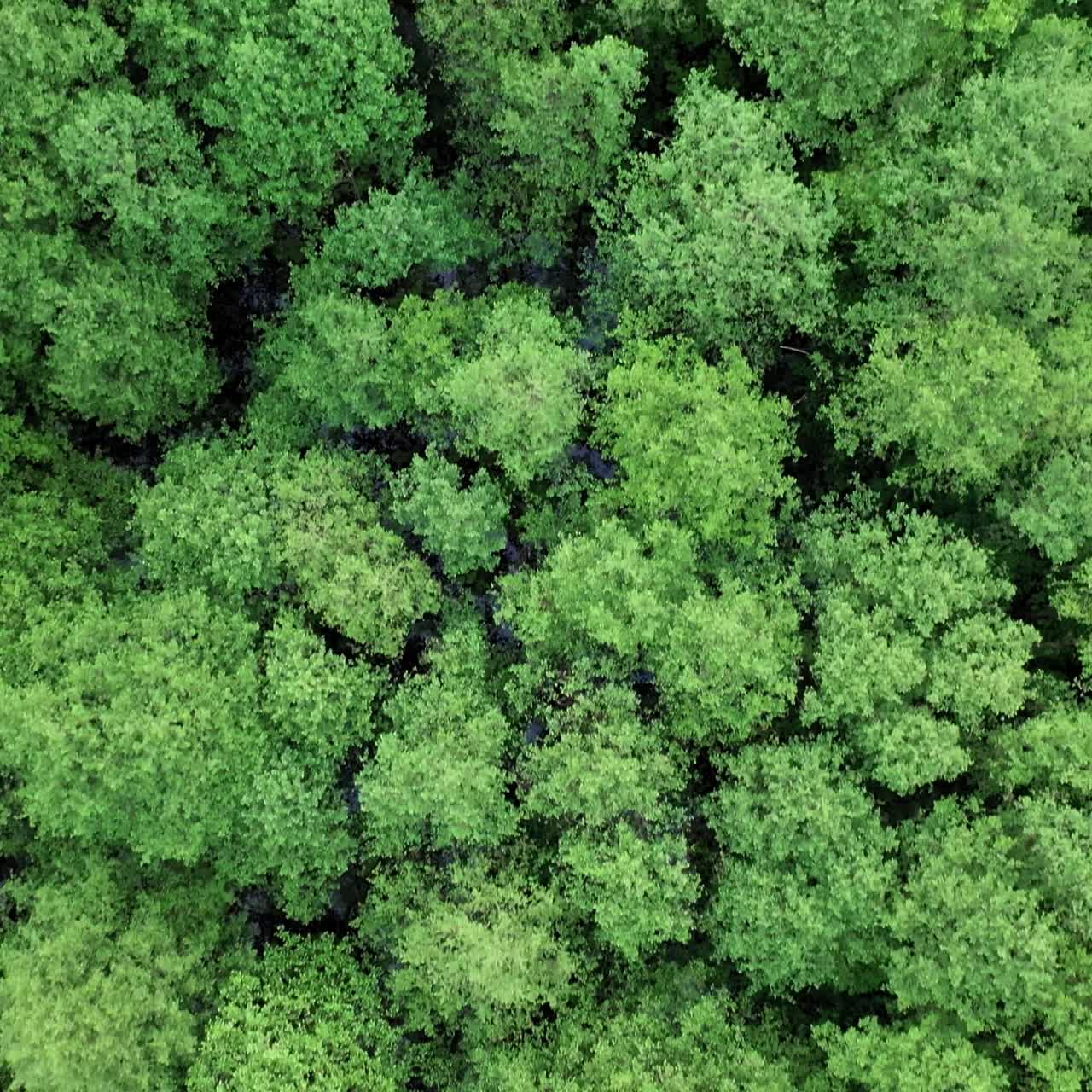 Top view of wild forest | Premium Stock Video Footage