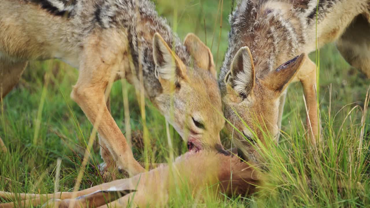 Slow motion shot of two jackals eating prey in tall grass, looking out ...