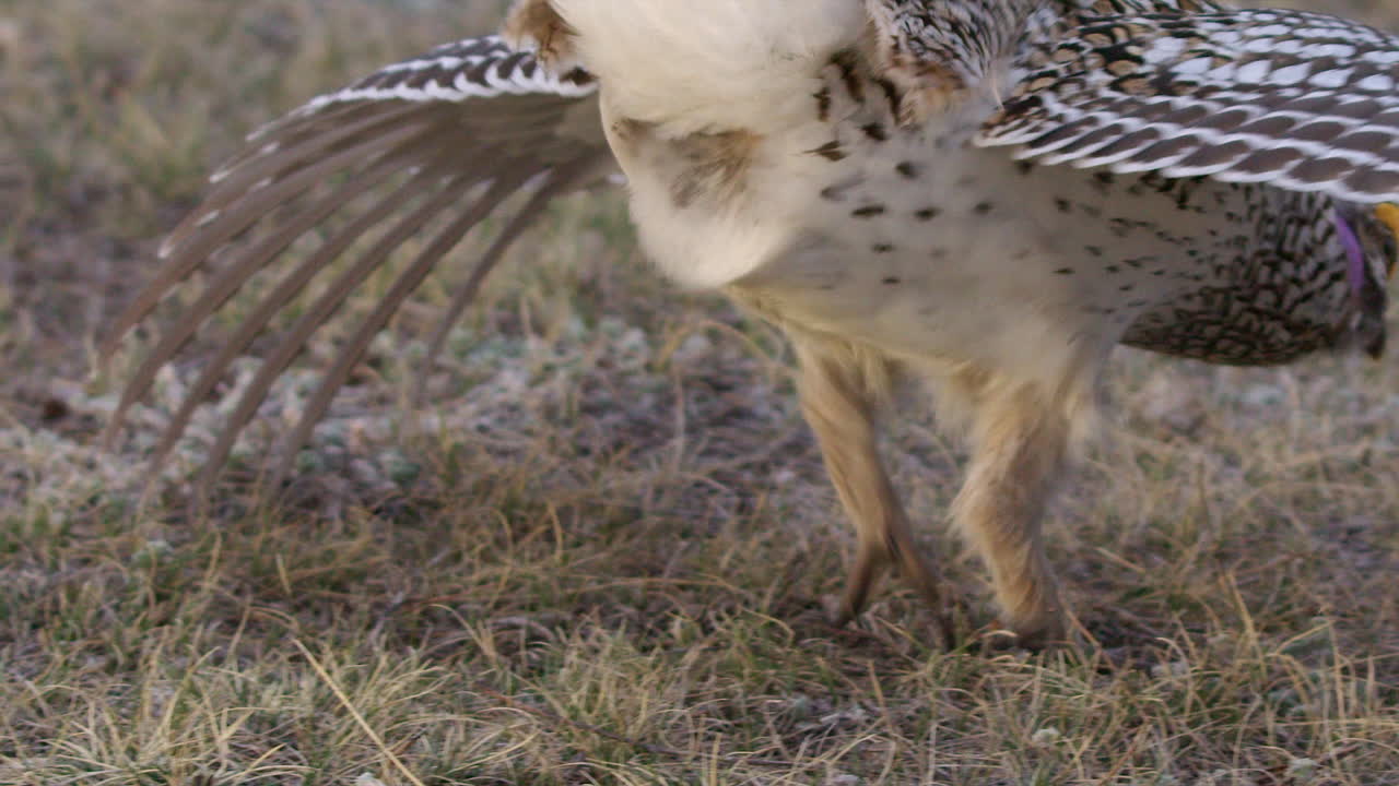 Premium stock video - Slo mo: male sharp-tailed grouse with yellow comb ...