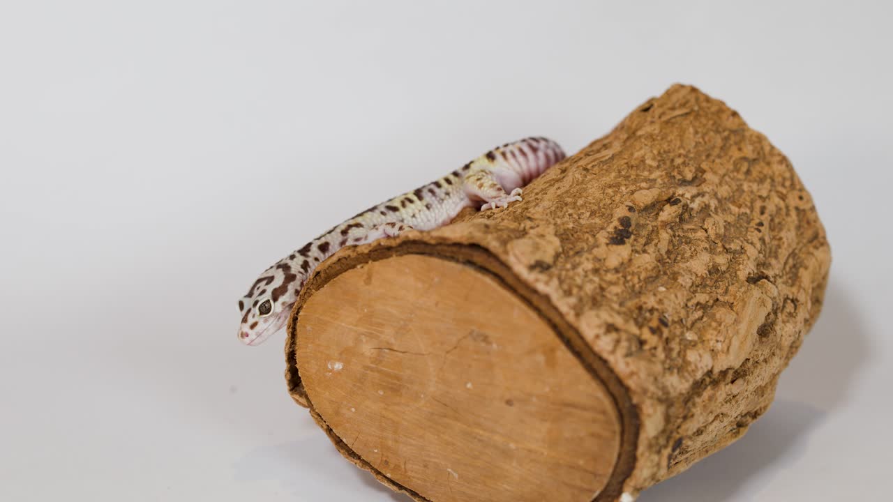 A leopard gecko moves slowly across a textured log against a clean ...