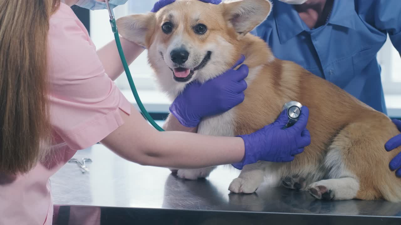 A team of veterinarians examines a sick Corgi dog using an stethoscope ...