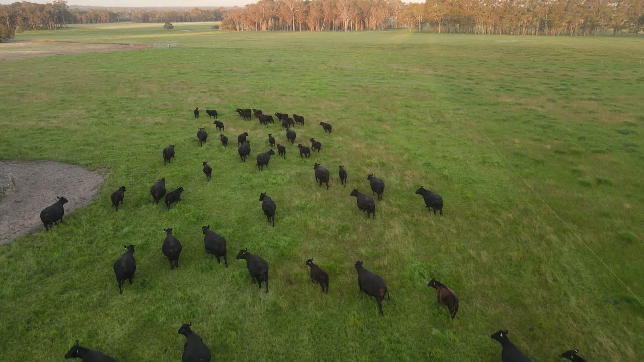 Following black cows running on meadow field during sunset on ...