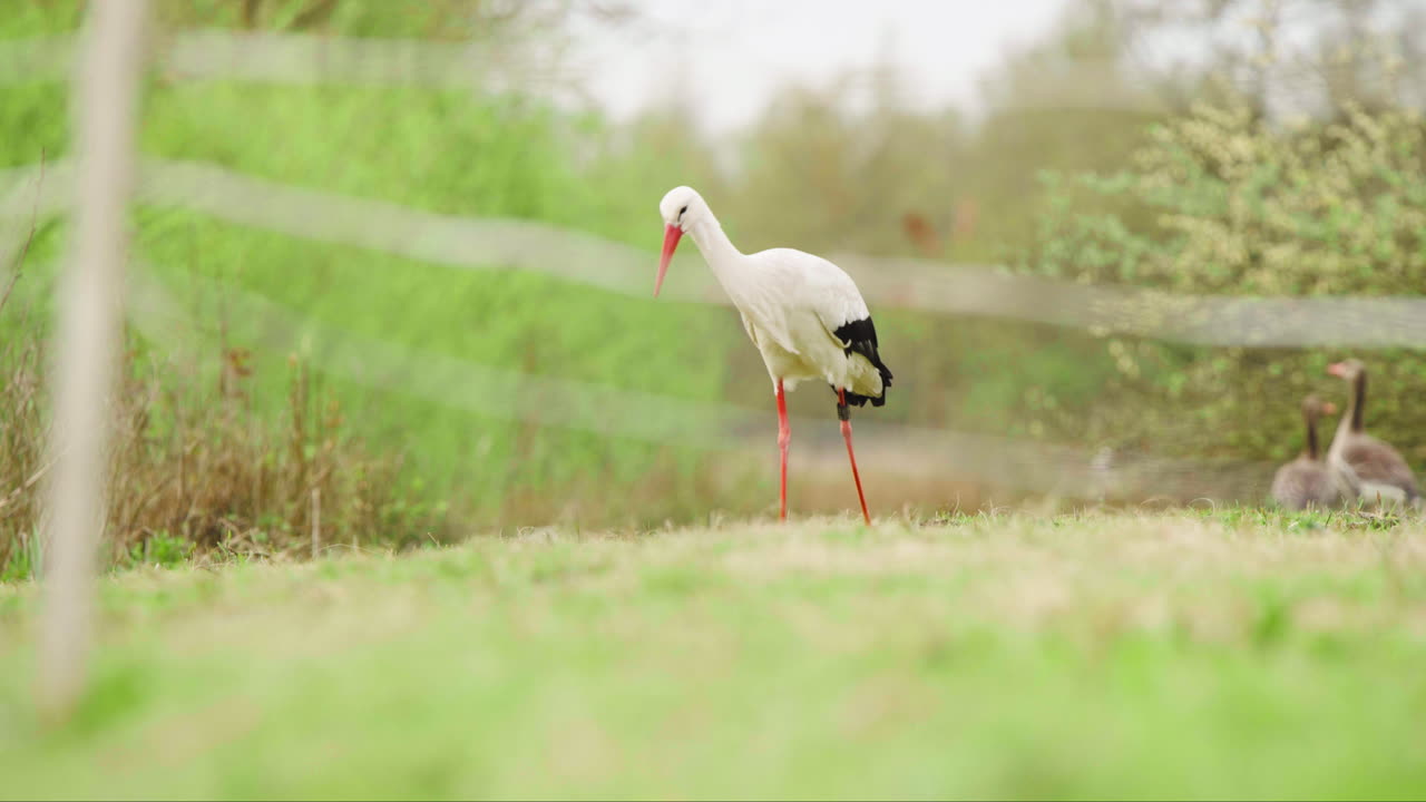 White stork standing on grassy slope in wildlife exhibit with geese ...