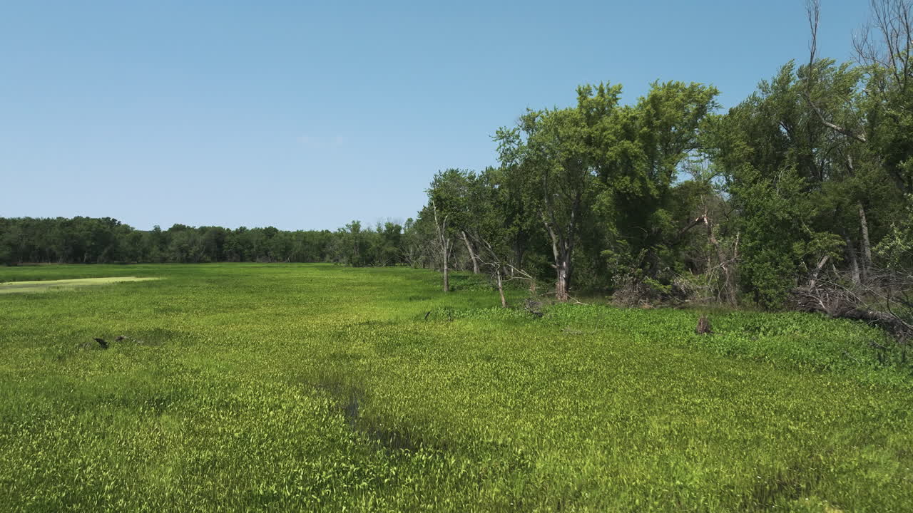 Mississippi river beef slough grass flowery landscape, drone flyover ...