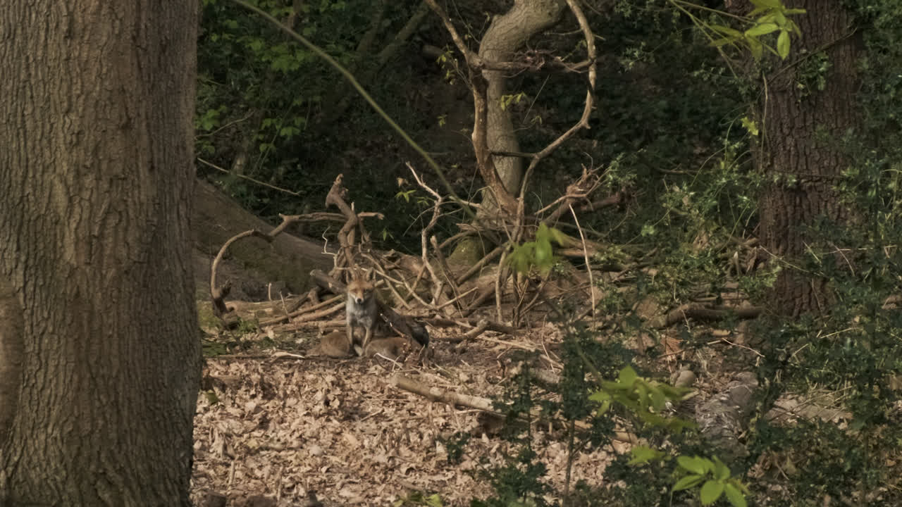 Fox Cubs, Litter Feeding From Vixen Mother In The Woods Free Stock ...