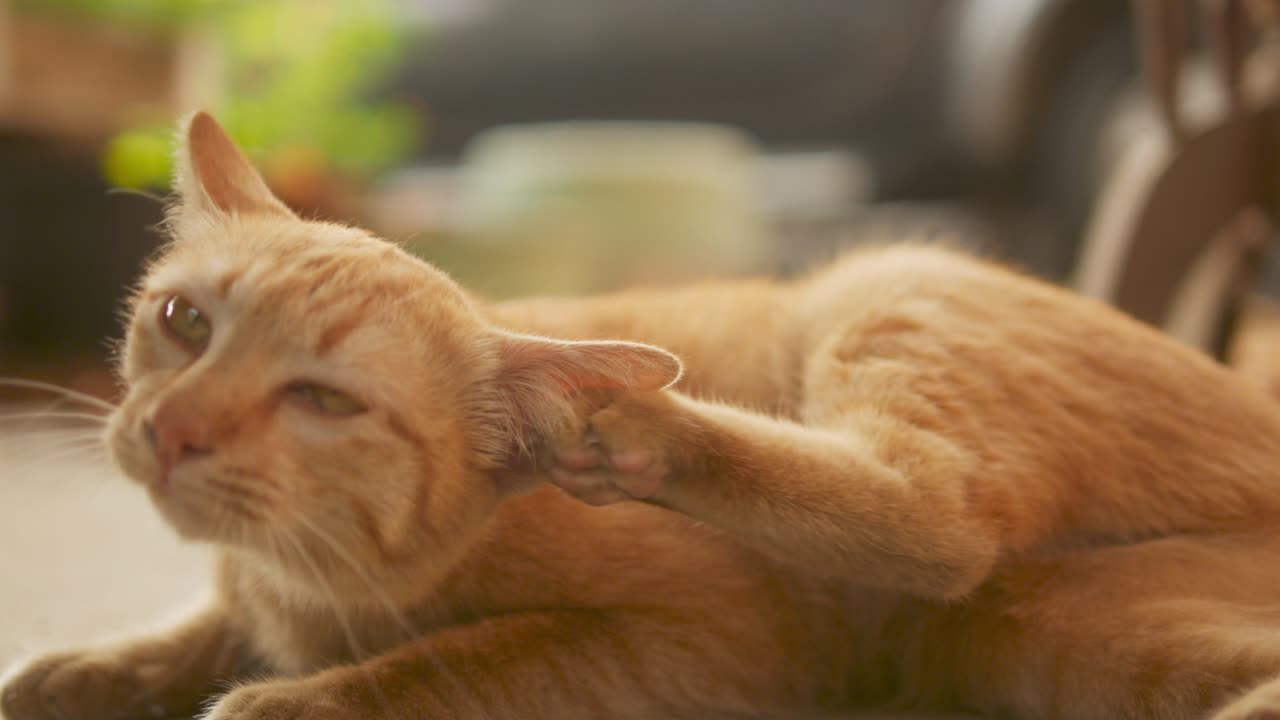 Domestic ginger cat shaking head and scratching or pawing excessively ...