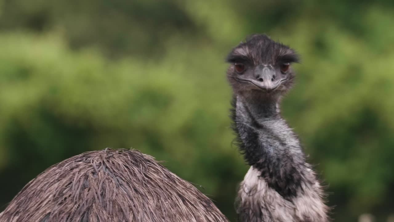Premium stock video - Emu turning and looking at camera, closeup with ...