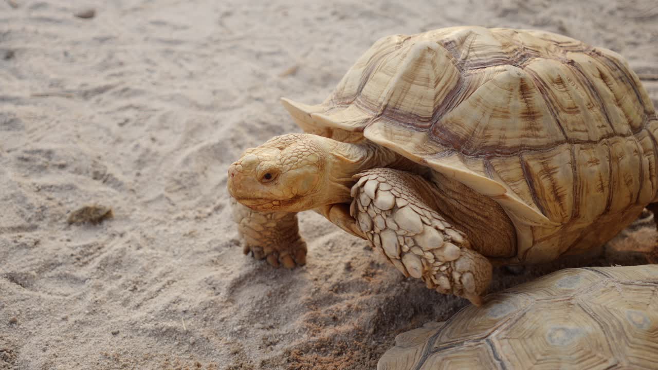 Premium stock video - Endangered species of african spurred tortoise ...