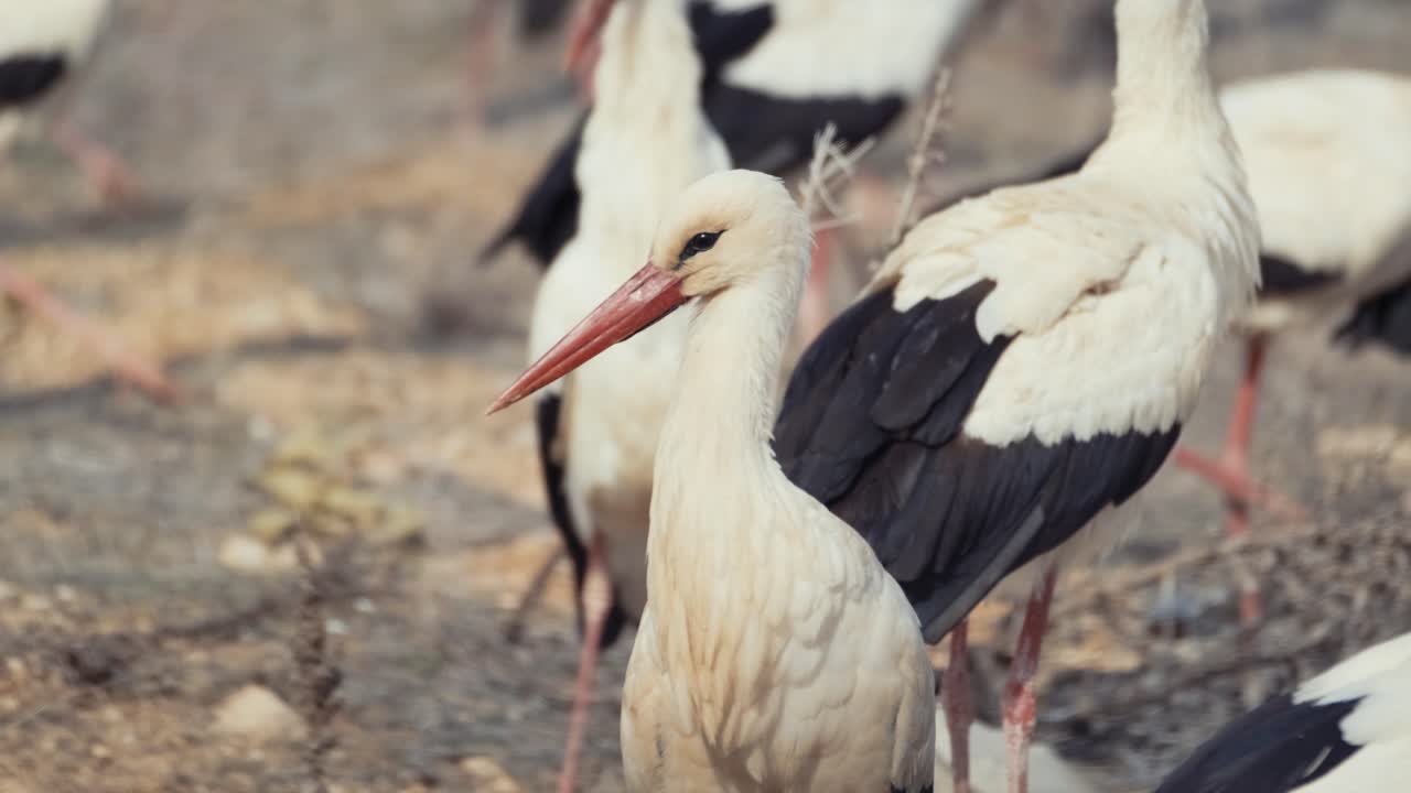 Flock of white storks on field Premium Stock Video Footage