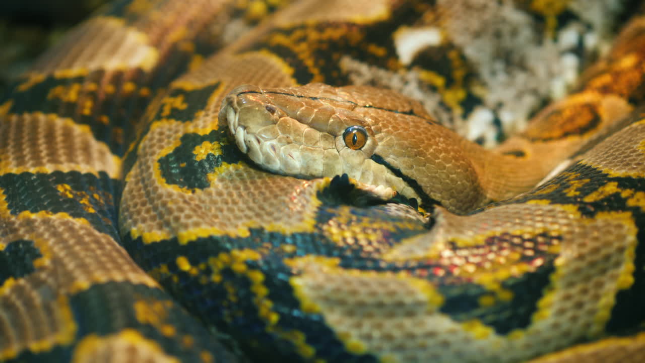 Vidéo de stock Premium - Gros plan de python réticulé géant