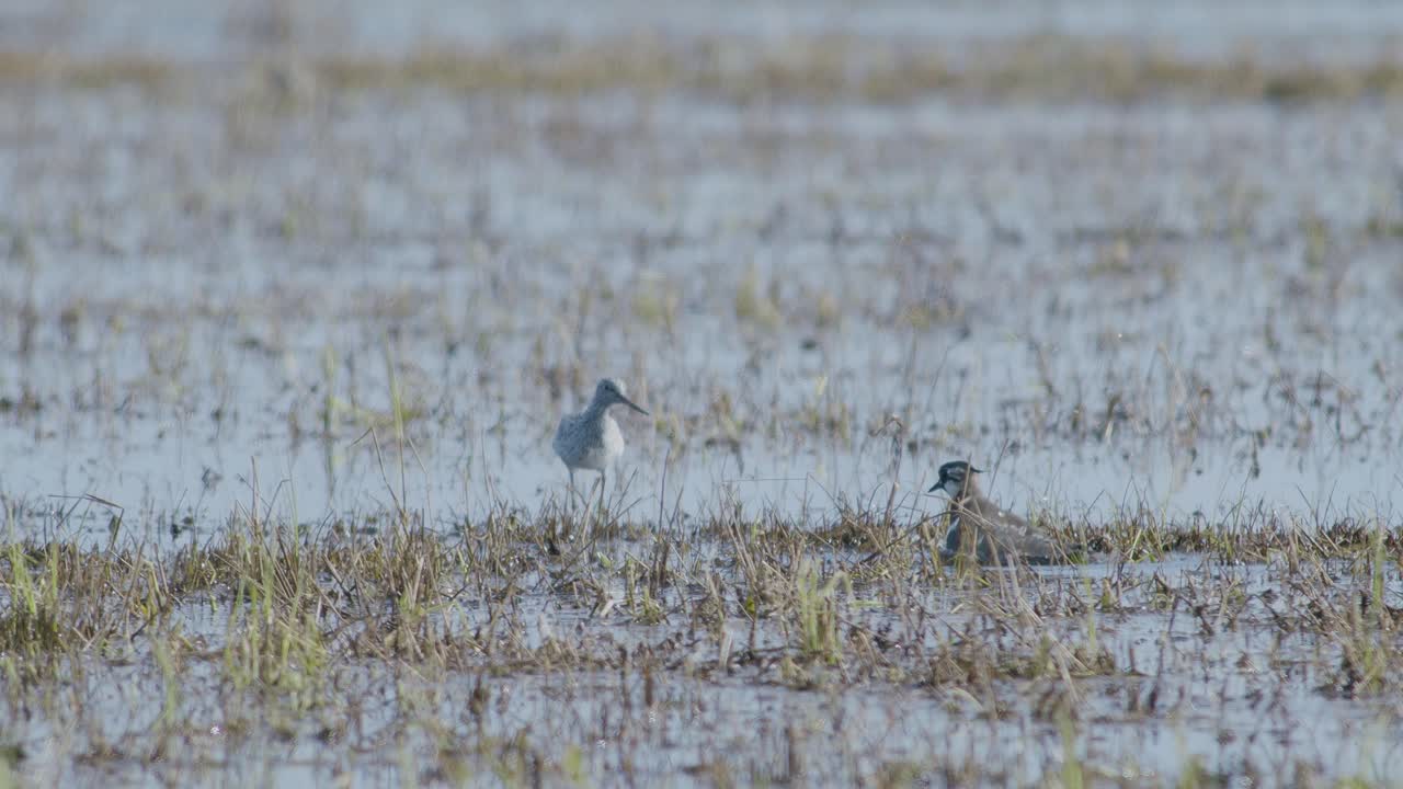 Premium stock video - Northern lapwing in wetlands flooded meadow in ...