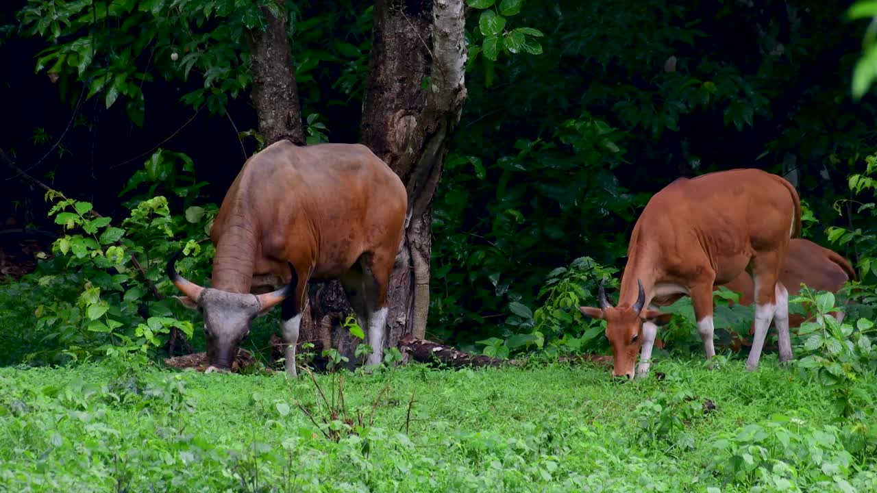 Premium stock video - The banteng or tembadau, is a wild cattle found ...