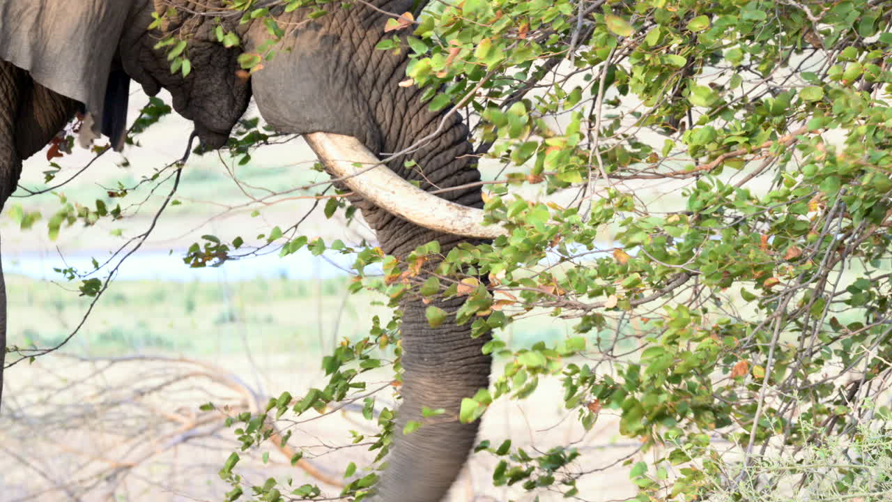African elephant foraging in shrubs close-up in slowmotion | Premium ...
