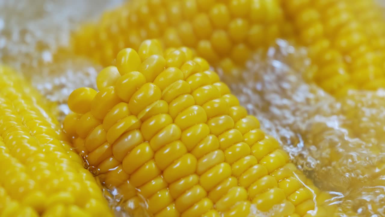 Corn Cobs In Boiling Hot Water. Maize Has Become A Staple Food In Many ...