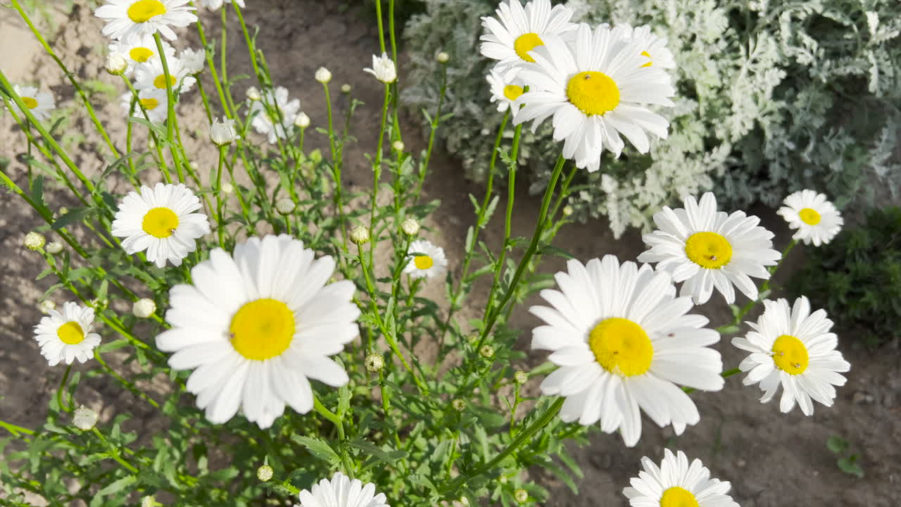 White daisy flowering in back yard garden Premium Stock Video Footage