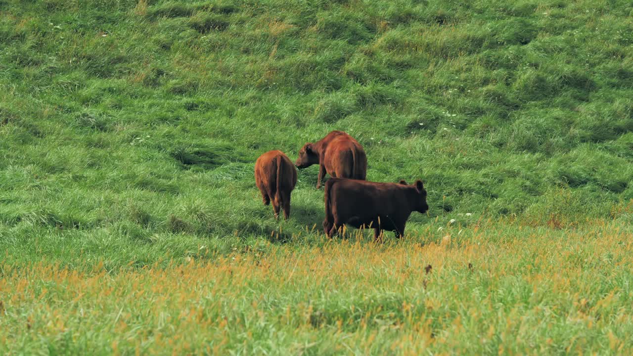 A close-up shot shows three brown cows grazing on a lush green hillside ...
