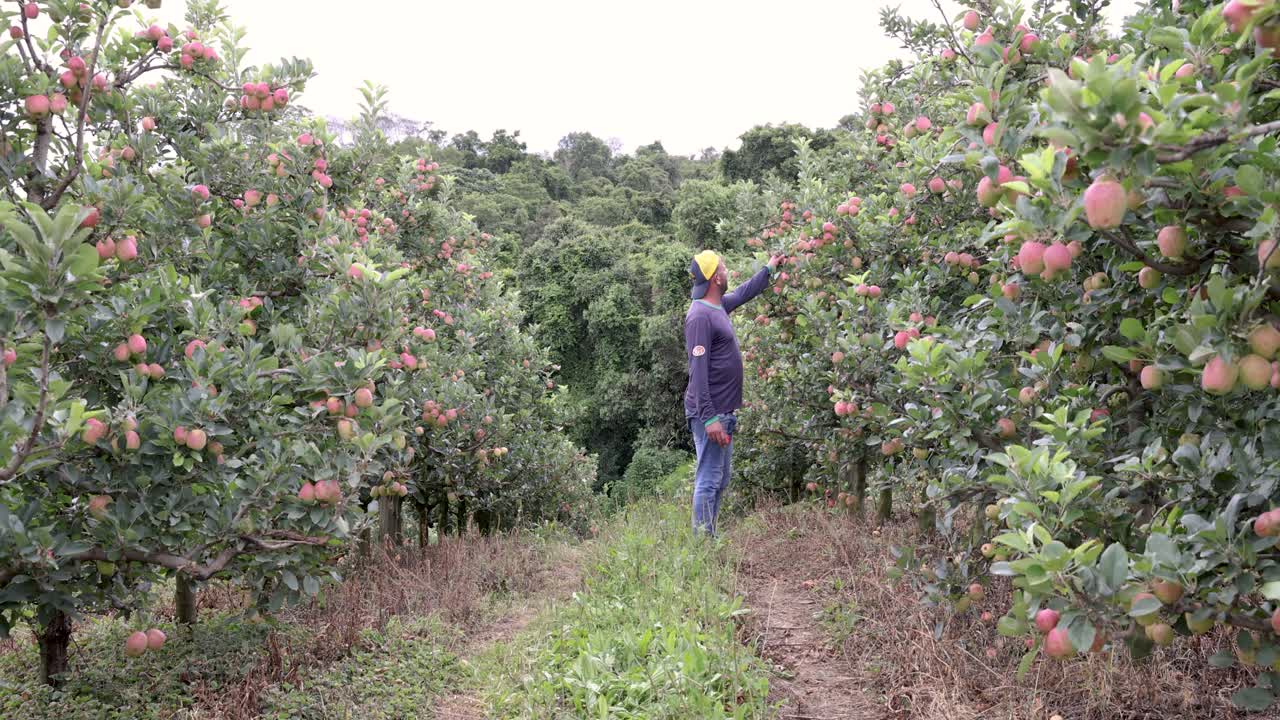 Apple Producer Walking On Apple Trees Orchard Checks Fruit Quality ...